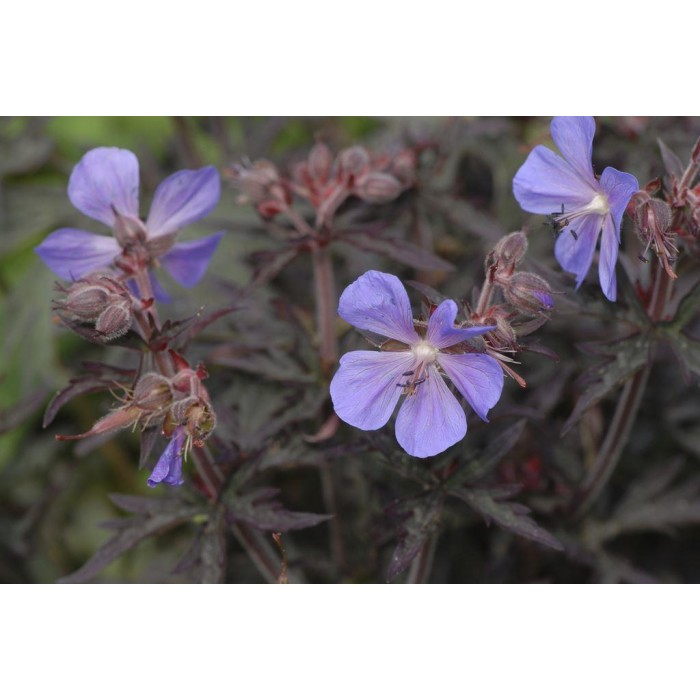 Geranium pratense Midnight Reiter (Purple Heron)