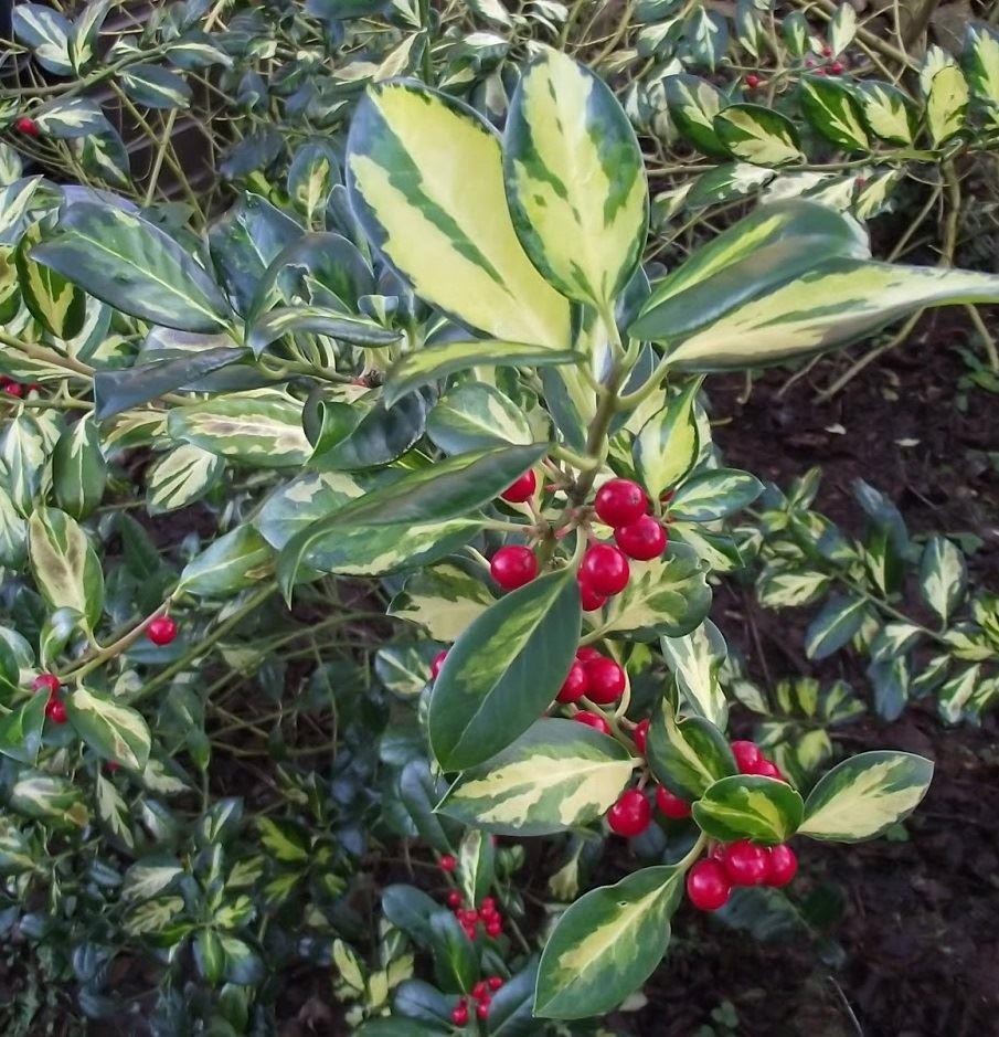 Ilex aquifolium Gold Flash - Holly