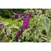 Buddleja Harlequin - Variegated Buddleia Butterfly Bush
