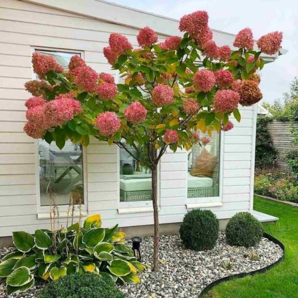 Hydrangea Paniculata Tree