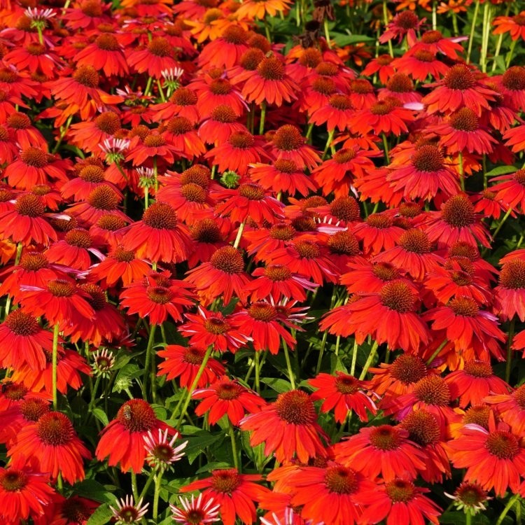 Echinacea Sombrero Salsa Red - Cone Flower