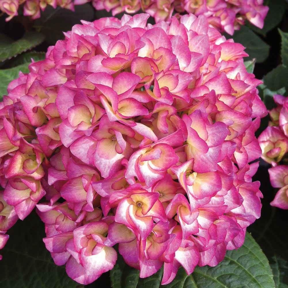 Hydrangea Swinging Sixties - Striking Pink Flushed Flowers