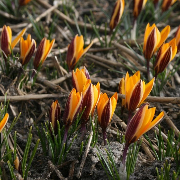 Crocus korolkowii - Golden Yellow Species Crocus - Pack of 12