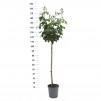 Large Standard Rose Tree 'White Queen Elizabeth' - circa 150cms tall