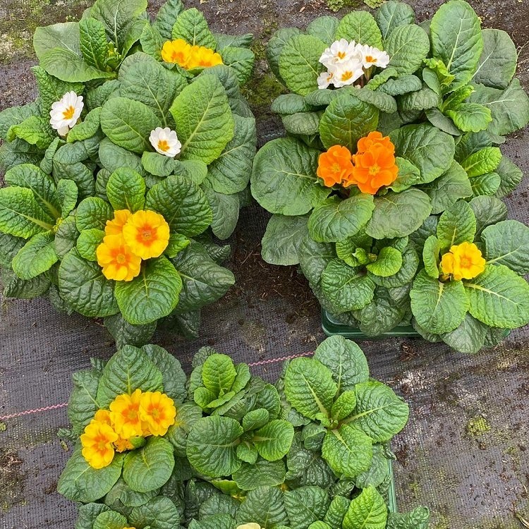 Primroses Citrus Mix - Pack of SIX Primrose Plants in Bud & Bloom