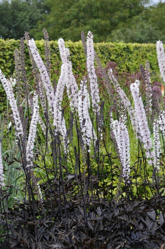 Actaea (Cimicifuga) simplex Black Neglige
