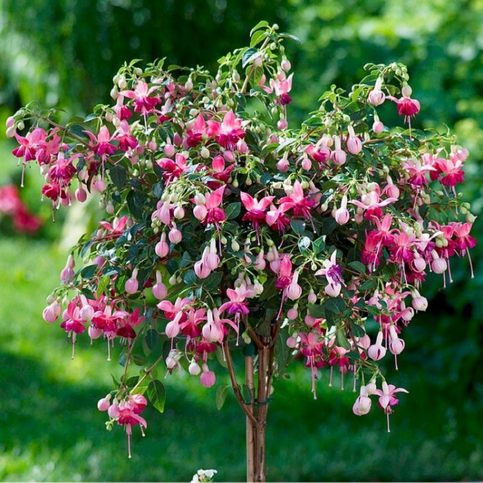 Pair of Fuchsia Tree Standards 'Paula Jane' - Gorgeous Patio Fuchsia Trees