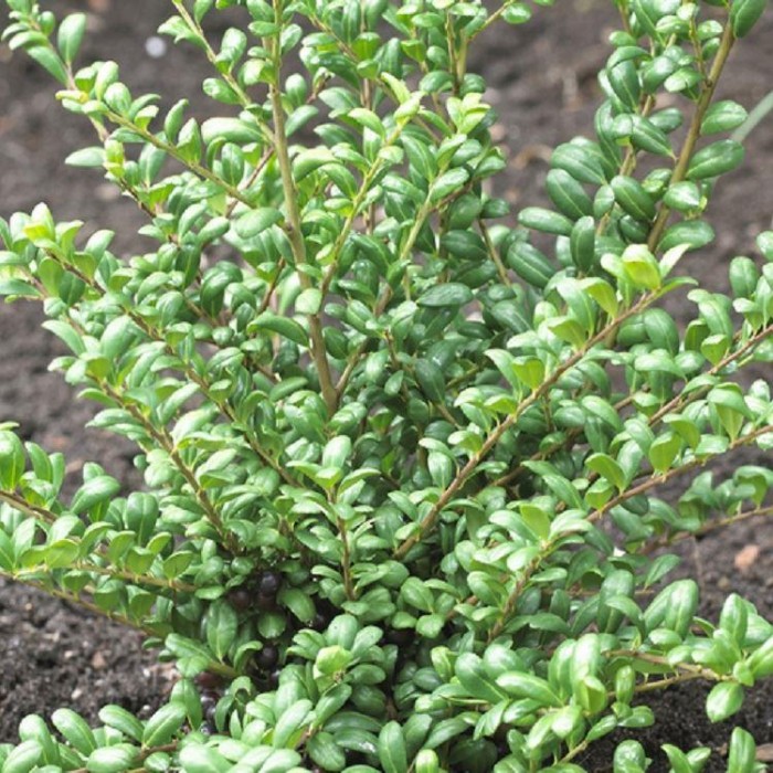 Ilex crenata Green Glory - Japanese Holly