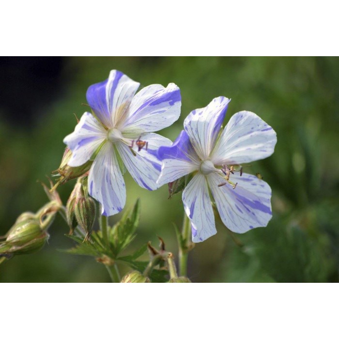 Geranium pratense Splish Splash - Cranesbill