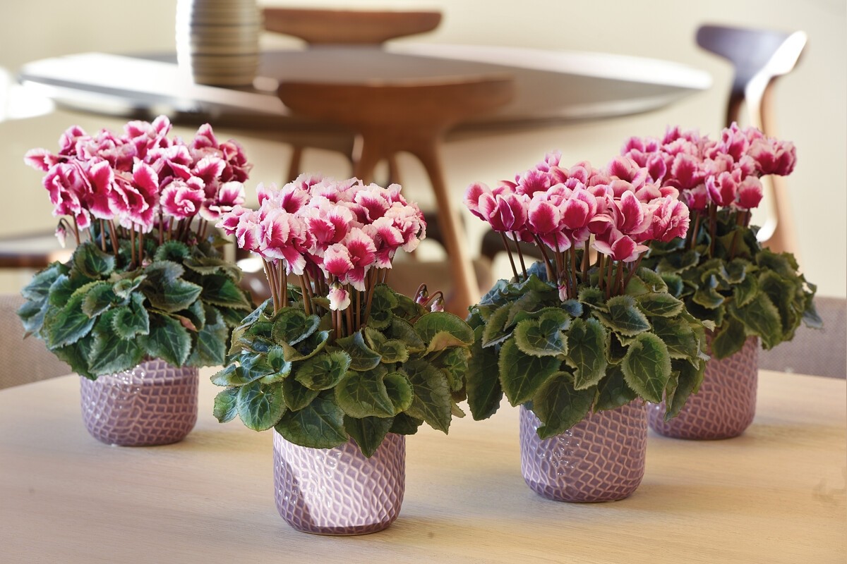 LARGE Cyclamen Flame Bicolour in Bud and Bloom