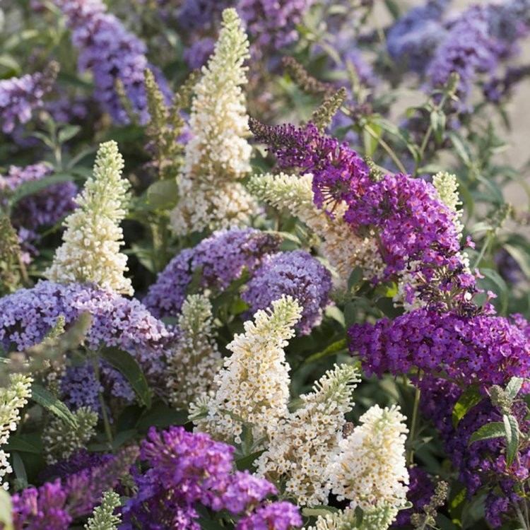 Buddleia Tricolour - Amazing Multicoloured Patio Carnival Butterfly Bush