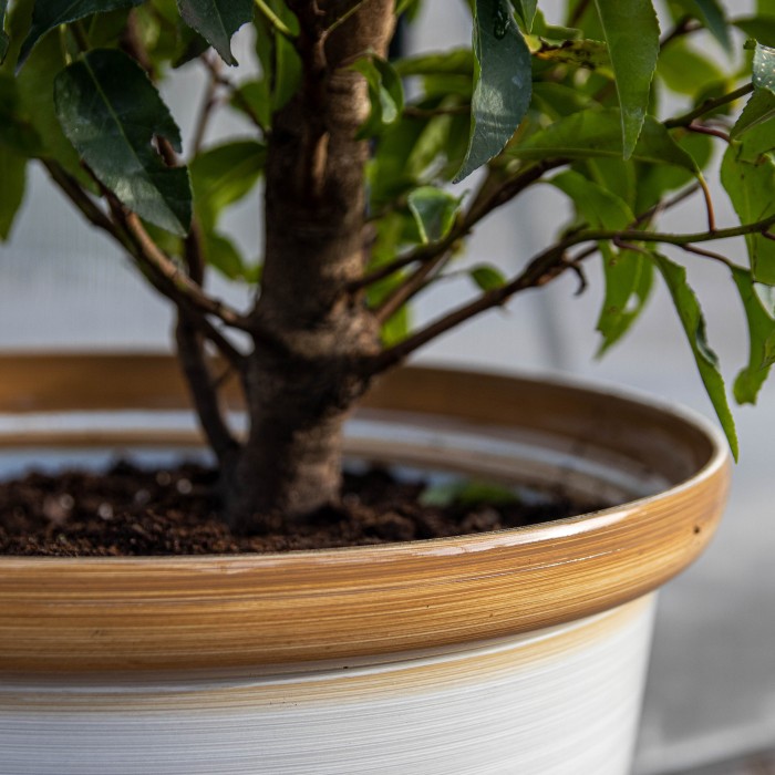 Honey Pot Planter - Extra Large (40cm)