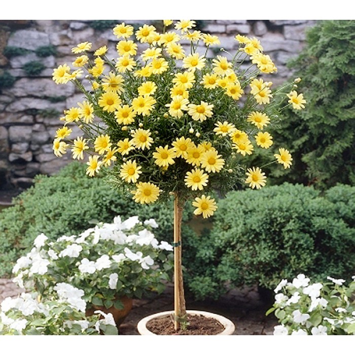 Buttercup Yellow Standard Marguerite Giant Daisy Tree - Perfect for Patios