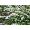 Spirea Arguta - Bridal Wreath Spiraea
