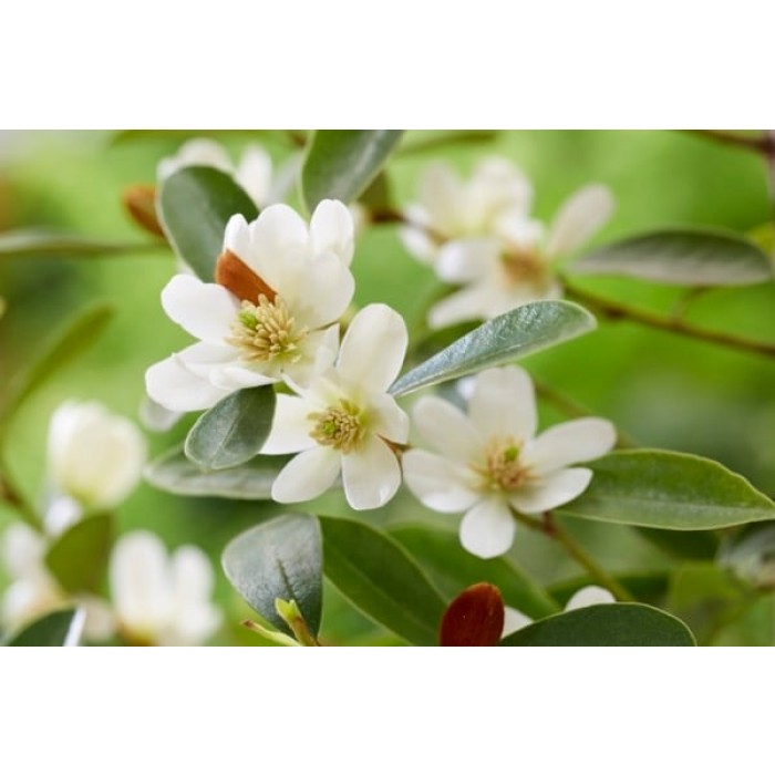Magnolia Vanilla Pearls - Evergreen Michelia Magnolia