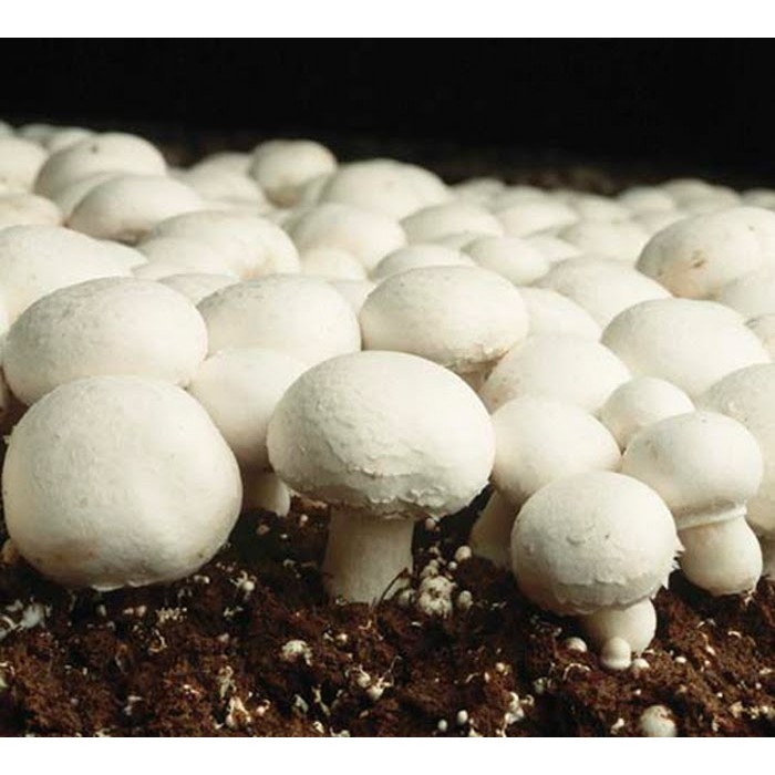 Button Mushroom Grow Kit - Produce your own Tasty Crops at Home