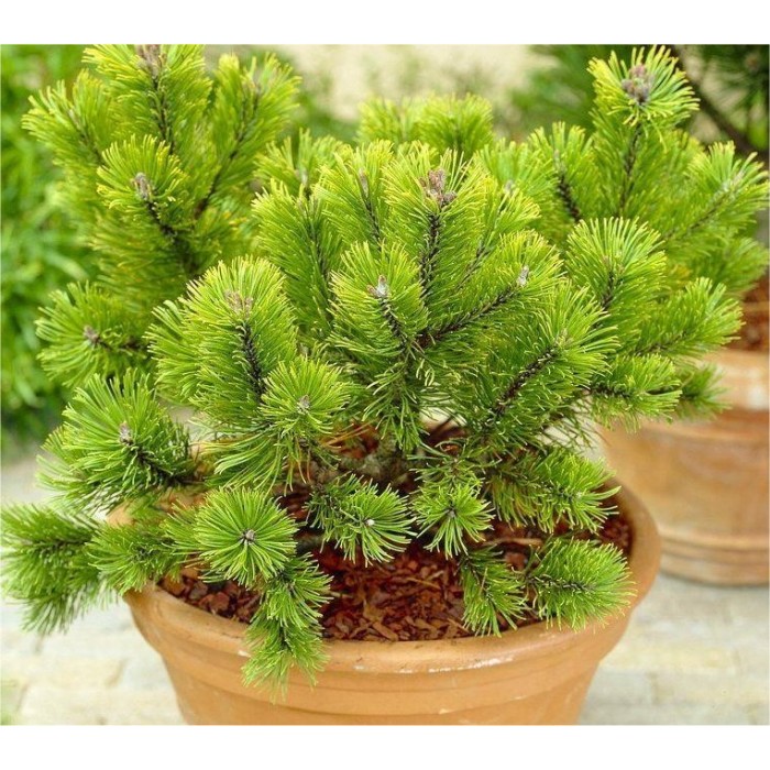 Pinus mugo Winter Gold - Dwarf Golden Mountain Pine