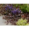 Ajuga Fierce Falcon - Feathered Friends