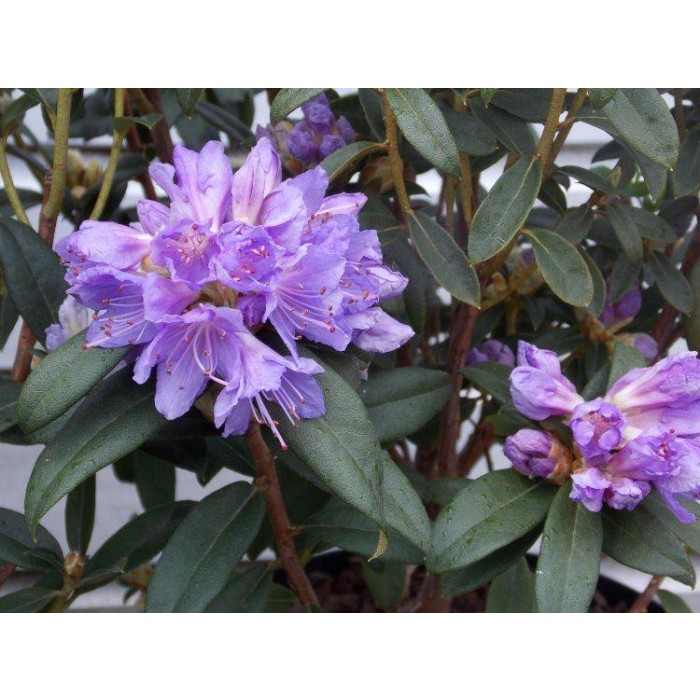 Dwarf Rhododendron Blue Tit
