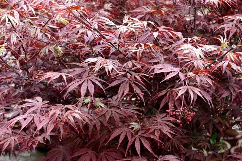 Large Acer Japanese Maple Tree - Suminagashi