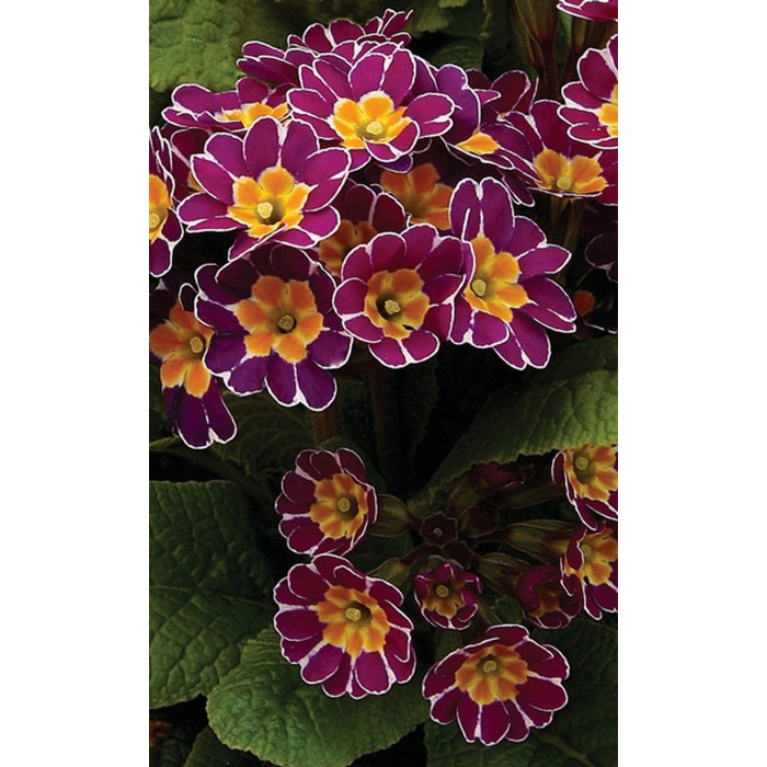 Primula Silver Laced Pink - Pack of THREE Plants