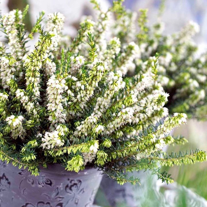 Erica 'White Perfection' - White Winter Flowering Heather