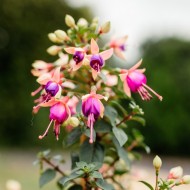 Fuchsia shrubs for sale UK | Fuchsia plants UK delivery