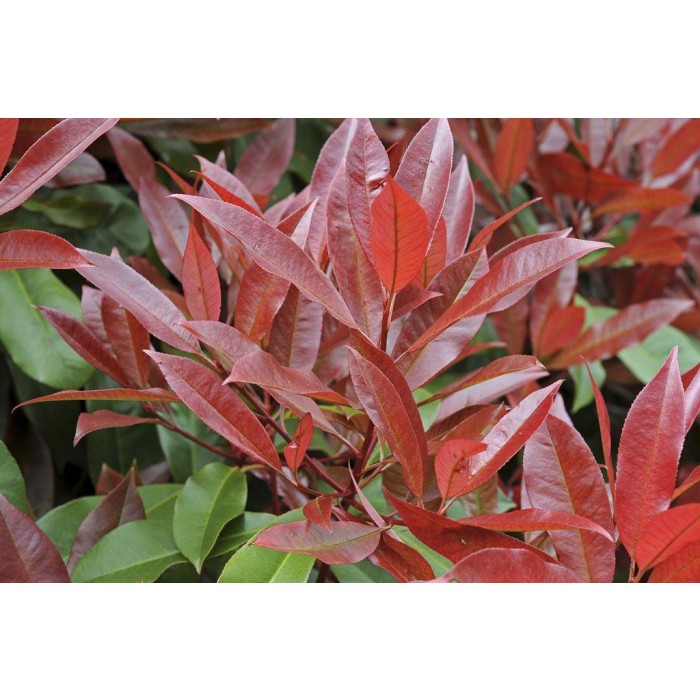Photinia Red Robin - LARGE Evergreen Specimen - 100-140cm