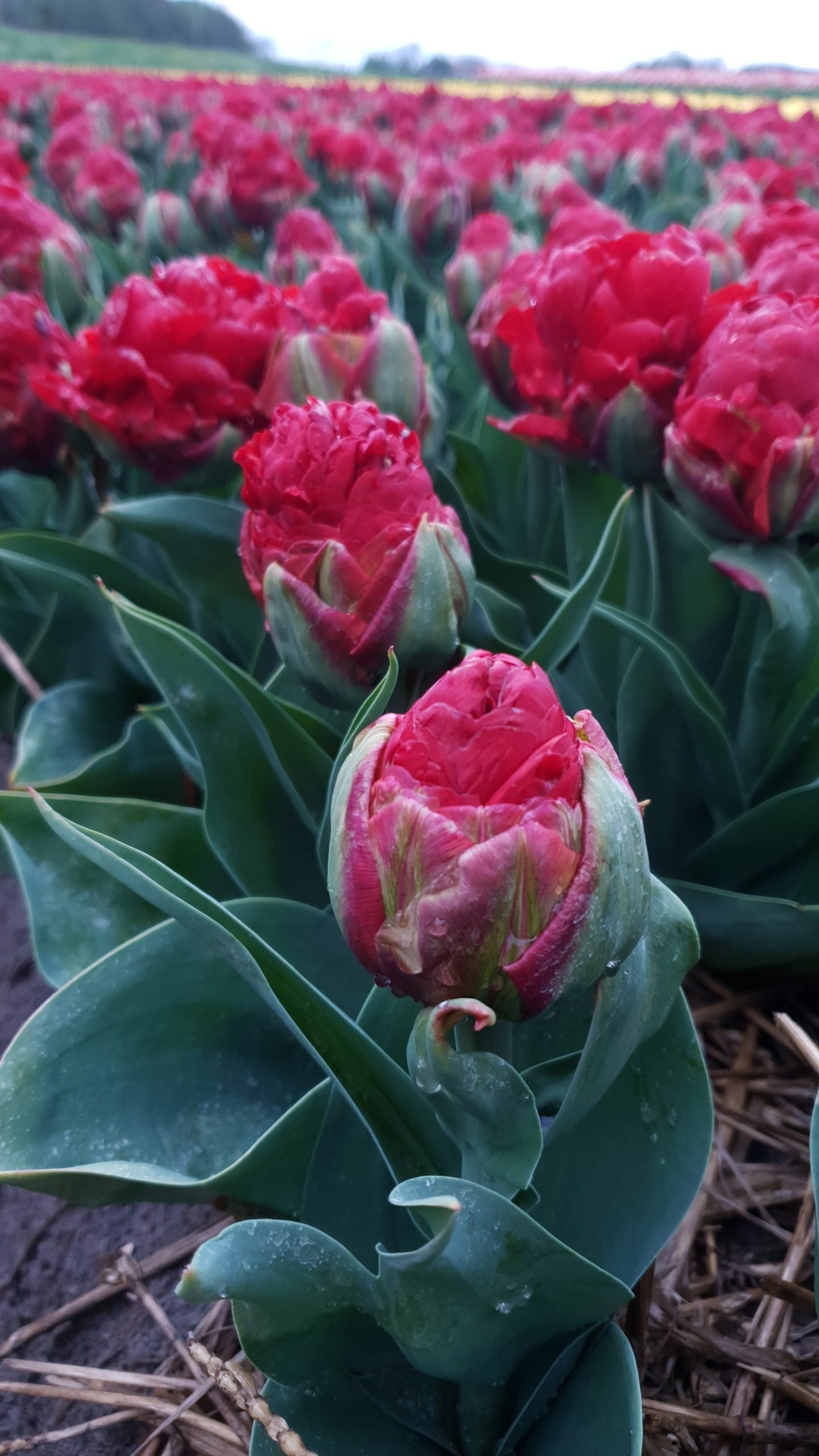 Double-Flowered Tulip - Strawberry Ice Cream