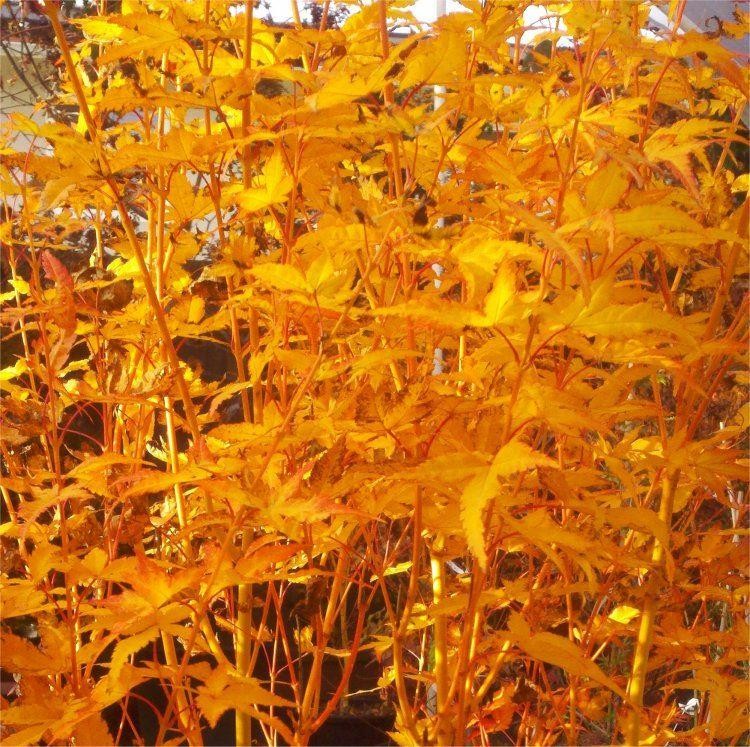 Acer palmatum Bihou - Bi Ho Golden Bark Japanese Maple Bi Hoo - Large ...