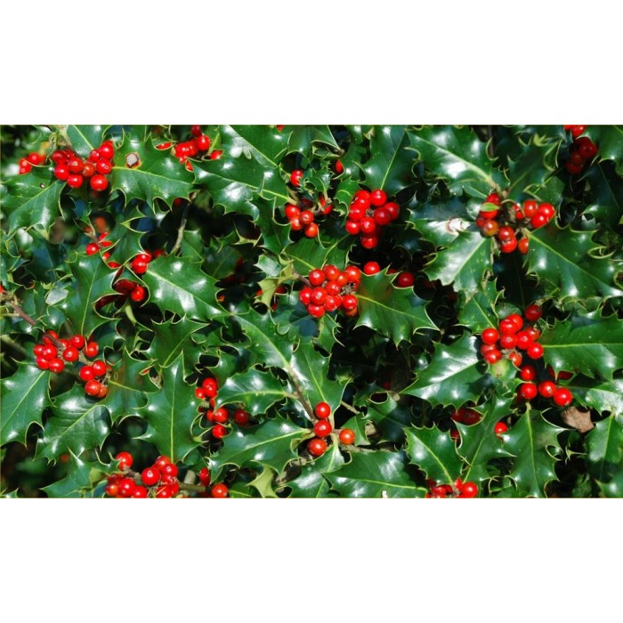 Ilex aquilfolium Alaska - Holly