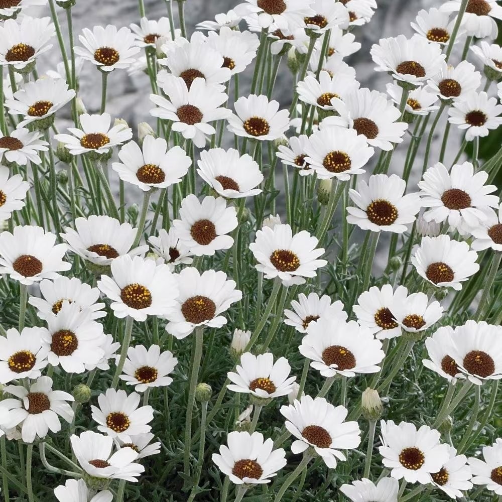 Rhodanthemum 'Casablanca' - Atlas or Morrocan Daisy
