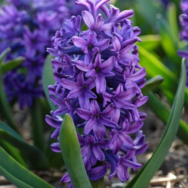Hyacinth Bulbs
