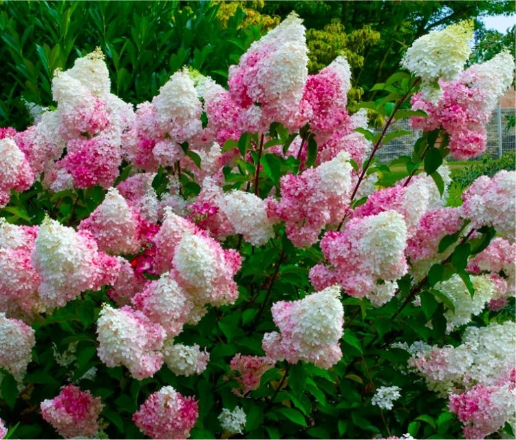 Hydrangea paniculata Vanilla Fraise - LARGE Vanilla Strawberry Hydrangea