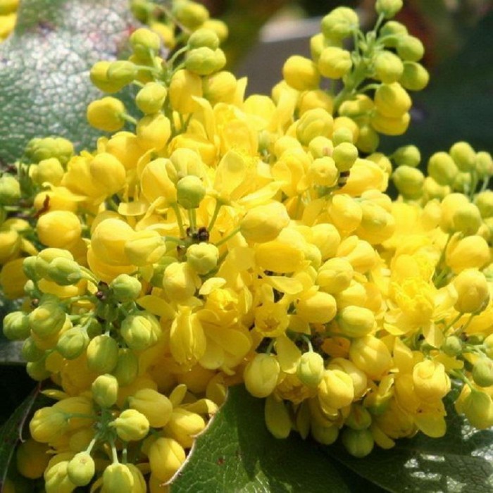 Mahonia aquifolium Apollo