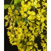 WINTER SALE - Laburnum anagyroides Yellow Rocket - Upright Golden Chain ...