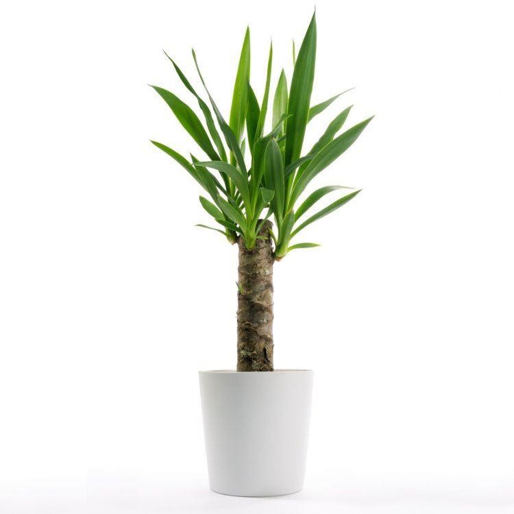 Indoor Yucca Tree - Perfect to Brighten up the Home in Classic White ...