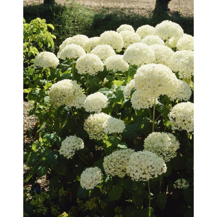 Hydrangea arborescens Annabelle - Large Specimen