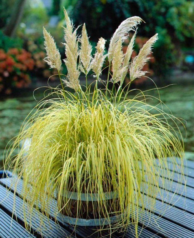 Cortaderia Gold Mini Pampas - Dwarf Golden Pampas Grass