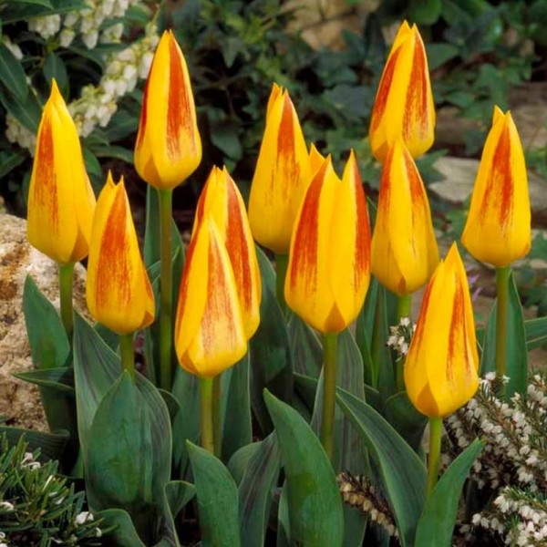 Tulip Bulbs