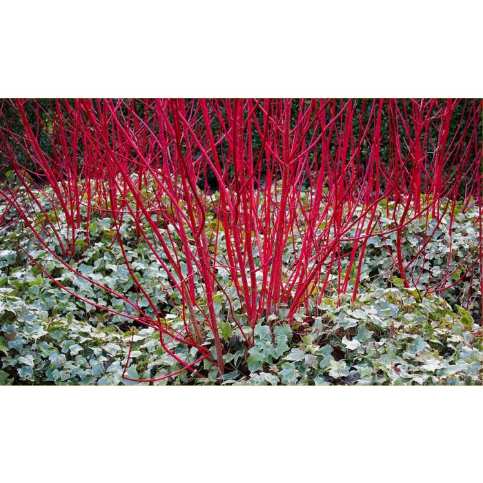 Cornus alba Sibirica - Red Barked Dog Wood - Large 140cm plants