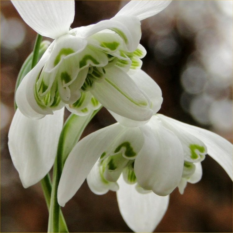 Rare Double Flowered Snowdrops - Galanthus nivalis Flore Pleno (var ...