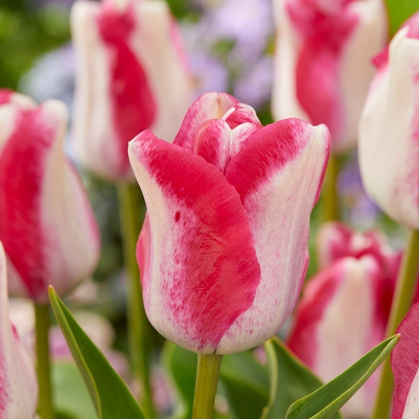 Tulip Mata Hari - Pack of 12 Bulbs