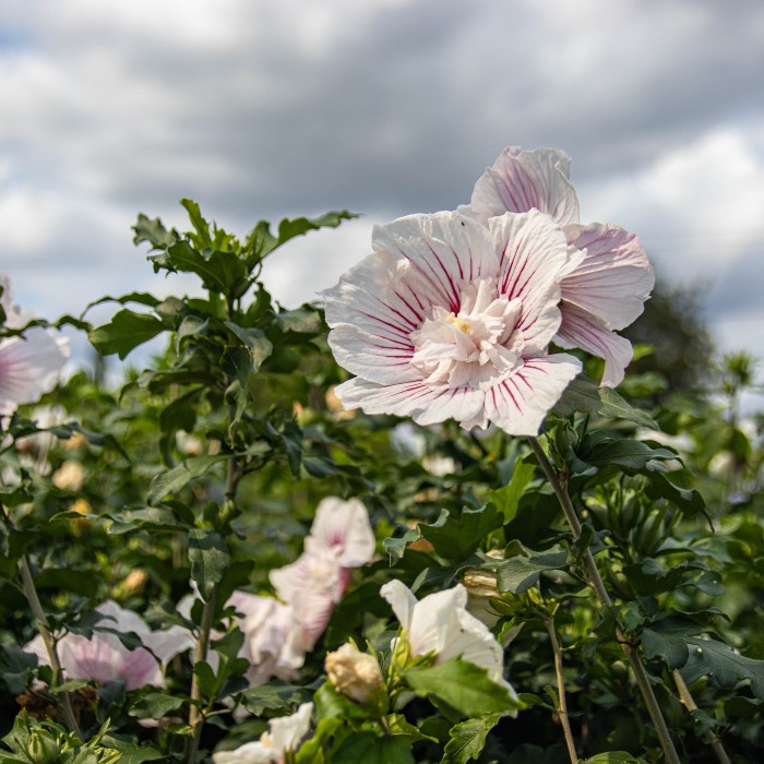 Hibiscus Syriacus Star Burst Chiffon Large Double Flowered Tree Hollyhock