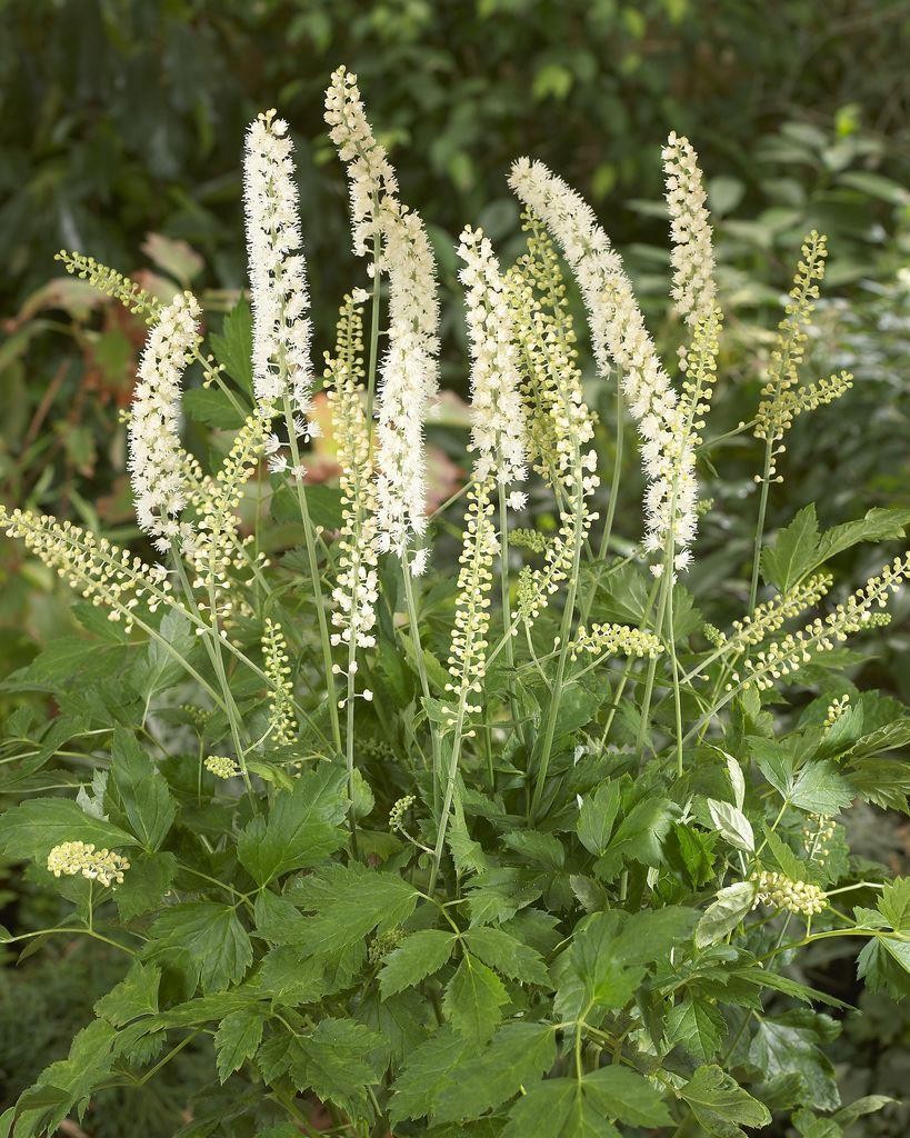 Actaea matsumurae 'White Pearl' (Cimicifuga simplex White Pearl)