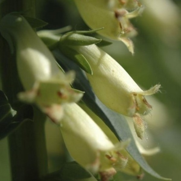 Page 2 | Digitalis Plants for Sale | Buy Foxgloves UK
