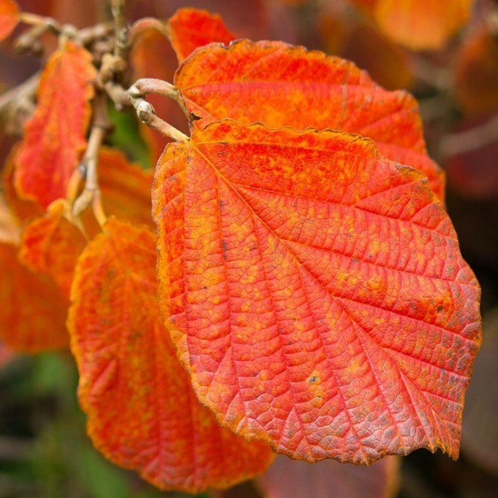 Hamamelis x intermedia Orange Beauty - Witch Hazel
