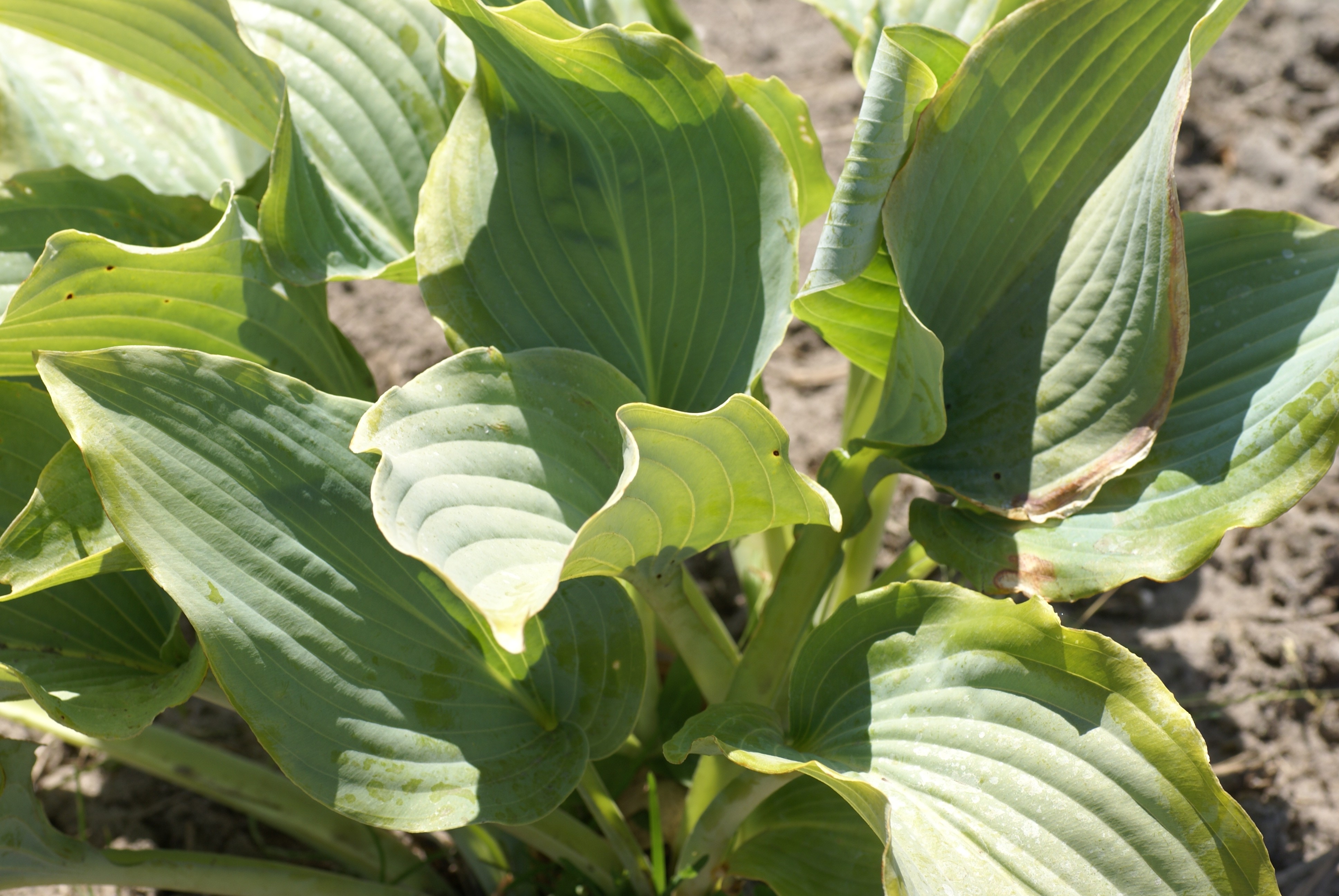 Hosta Lily Blue Eyes - Pack of 3 Bare Root