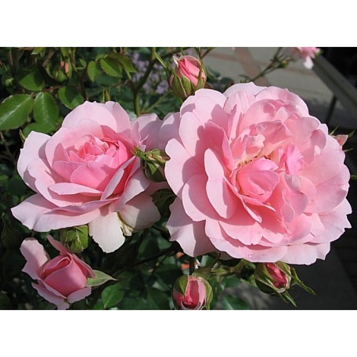 Luxury Garden Roses - Premier Collection - Pack of SIX Assorted Bush Roses