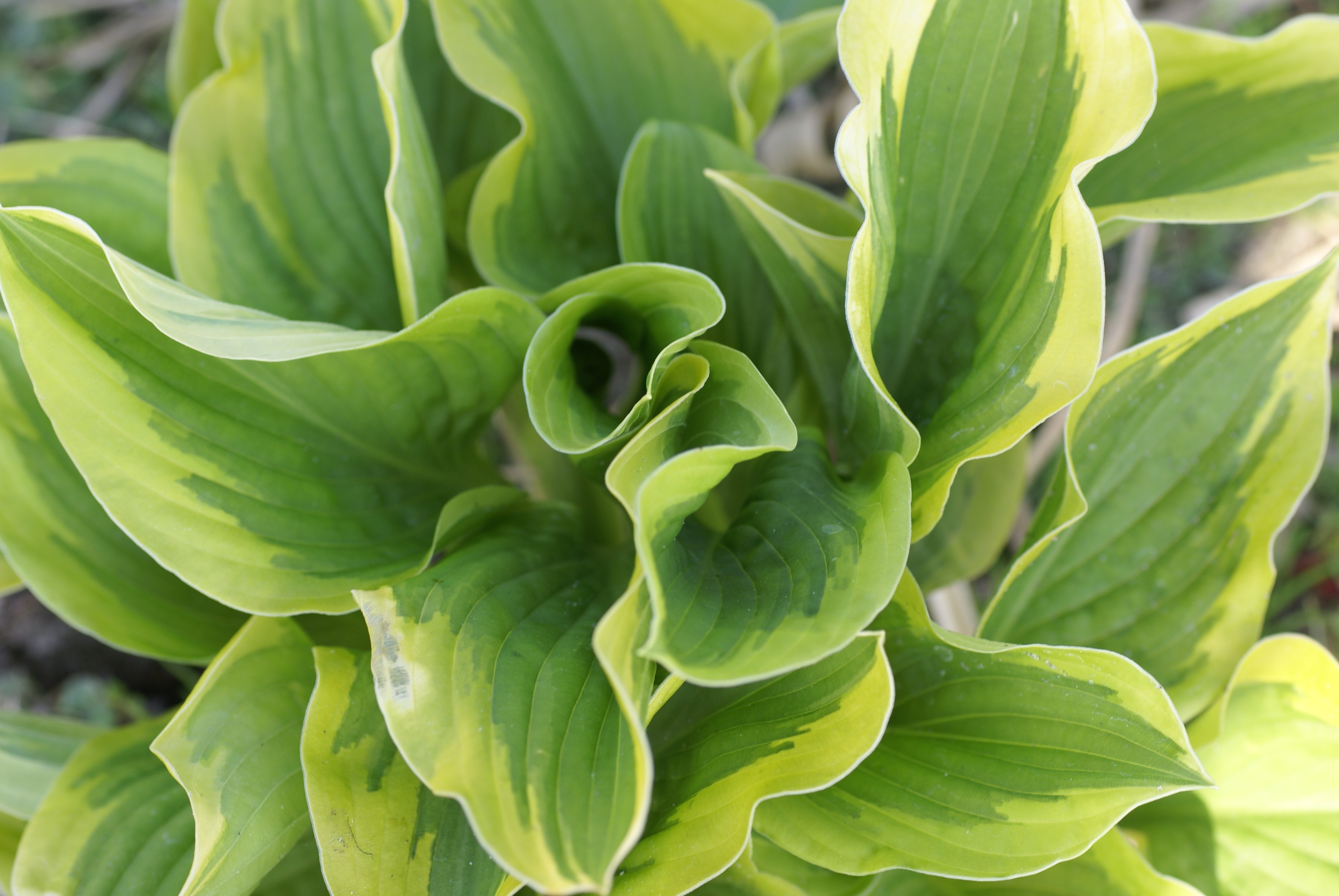 Hosta 'Riveria Sunset' - Pack of 3 Bare Root